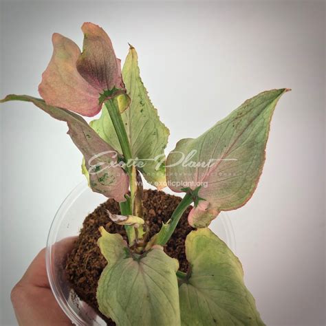 Syngonium Pink Heart (Orm Nak mutation) / Сингониум Пинк Хат (Орм Нак ...