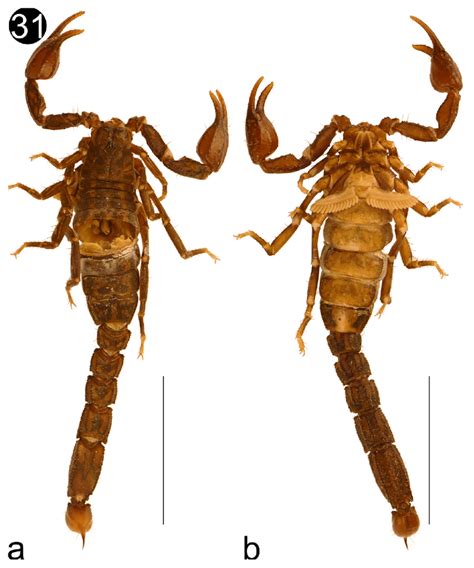 Habitus Of Vaejovis Monticola ♂ A Dorsal View B Ventral View Scale