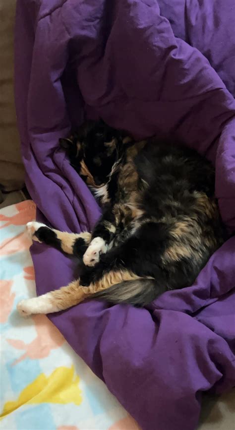 Eevee Takin A Cat Nap 😴 R Tortoiseshellcats