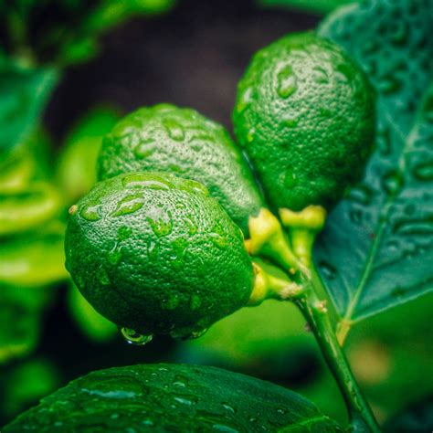 4 Delicious Recipes Using Kaffir Lime Leaves Us Citrus