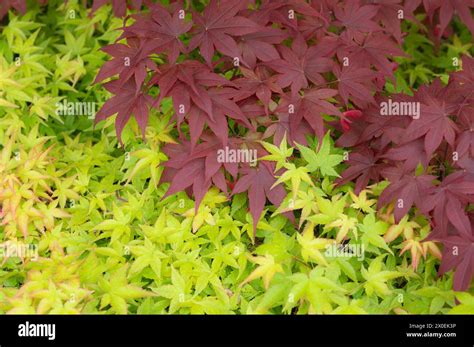 Two Different Varieties Of Japanese Maple With Beautiful Contrasting
