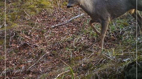 შველი მარიამჯვრის სახელმწიფო ნაკრძალიდან Knews Ge