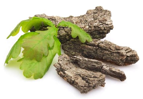 White Oak Extract At Roger Marino Blog