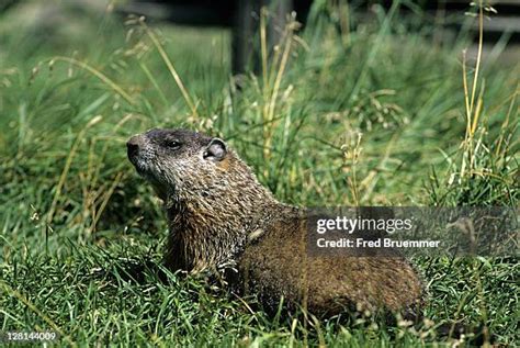 Monax Photos And Premium High Res Pictures Getty Images