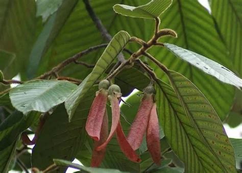 Western Ghats Endemic Species Bale Tulu Kalpuga
