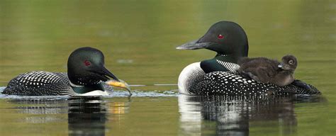 Loon Symbolism Spirit Animal Totems