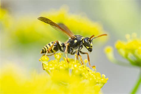 How To Identify And Get Rid Of Yellow Jackets