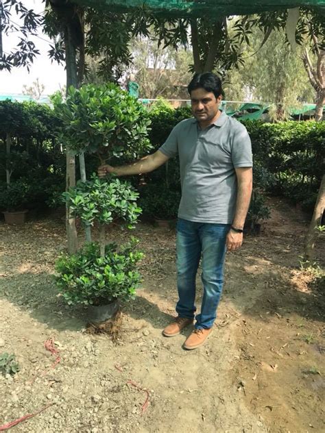 Panda Ficusgrill Ficuscone Farooq Nursery Farm Facebook