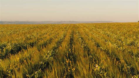 Wildfarmed How Regen Farmers Can Benefit From Premium Farmers Weekly