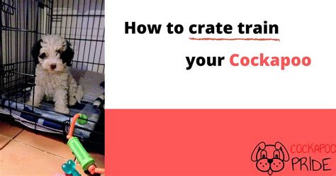 How To Crate Train A Cockapoo Complete Guide Cockapoo Pride