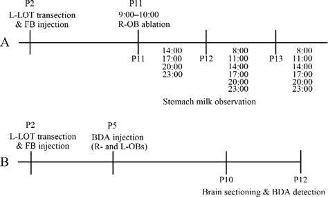 Figure 1 From Morphological Analysis Of Regenerated Bulbar Fibers In Relation To Neonatal