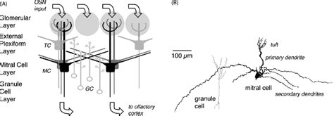 mitral and granule cell anatomy a schematic view of the mitral