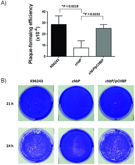 Effect Of Chbp Mutation On B Pseudomallei Plaque Formation A