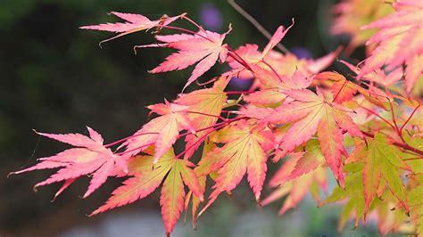 Acer Palmatum Sango Kaku Oceanside Garden