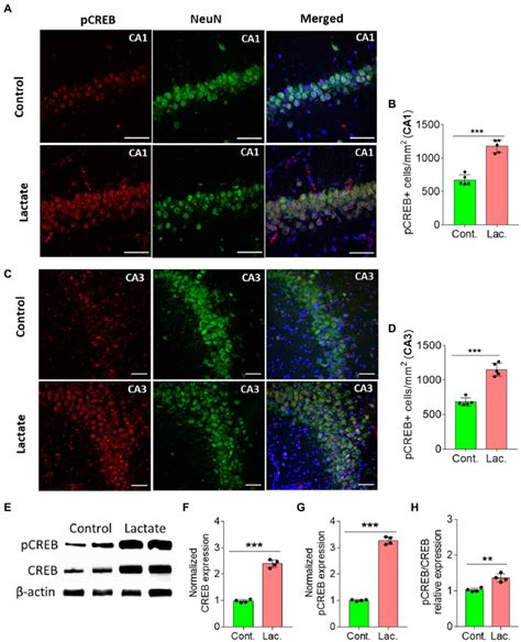 L Lactate Increases Creb Pcreb And Pcreb Creb In Hpc A C Download Scientific Diagram