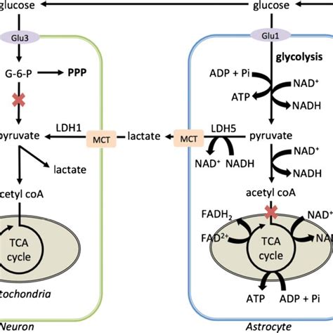 Energy Metabolism In Neurons And Astrocytes It Is Hypothesized That