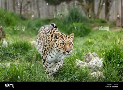 Leopard Running 