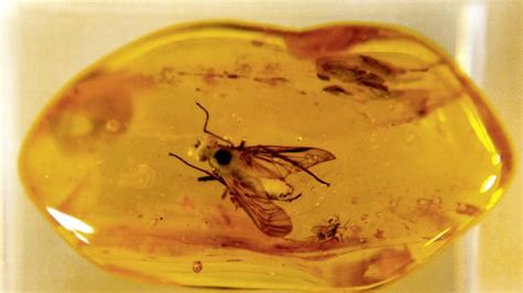 Evolution Von Fossilien