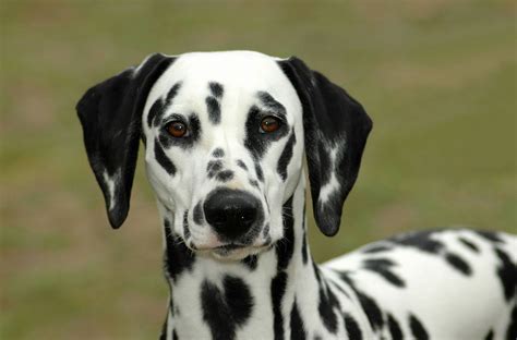 Dalmatian Dbr