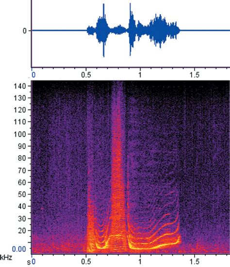 Simultaneous Whistle And Burst Pulse Vocalization Ie Whistle