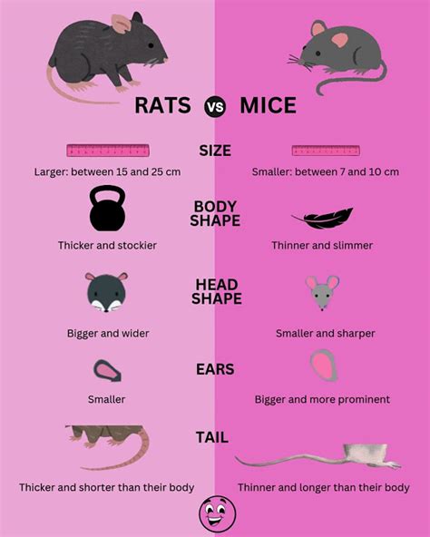 🐭 Rats Vs Mice Whats The Difference 🐀 Youtube