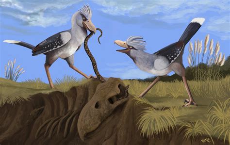 The Last Terror Birds A Review Of Phorusrhacids And Their Plio Pleistocene Occurrences — The