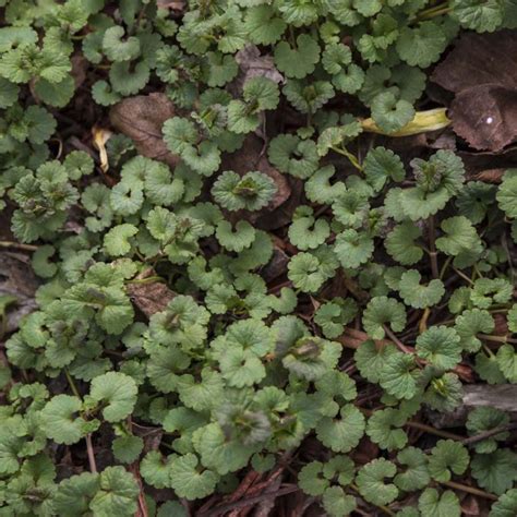 Creeping Charlie Glechoma Hederacea Mygardenlife
