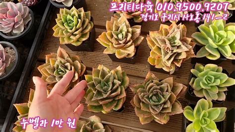 오늘은 프리티데이 독특한 누벨라 레몬스위티군생 골든글로우금 신상다육 인기다육 소개해요 프리티다육 0109500
