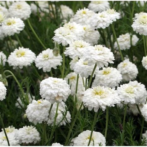 Anthemis Chamaemelum Nobilis Plena Clematitero
