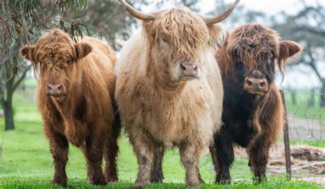 Highland Cows The Fluffy Cow Breed Farmhouse Guide