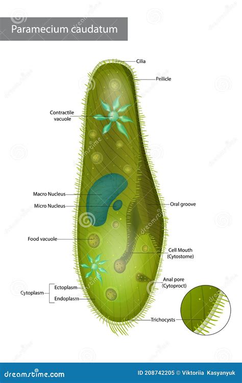 Paramecium Caudatum Labeled