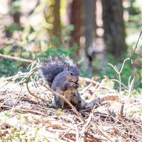 Sequoia National Park First Timers Guide To An Epic Trip