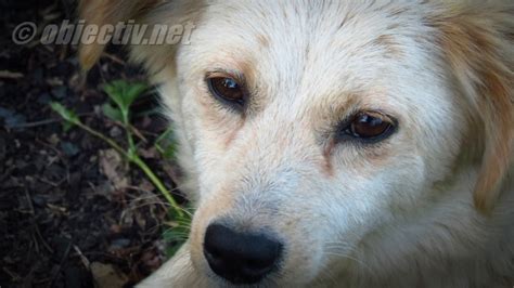 Ialomița 850 De Câini Fără Stăpân Capturați în Primele Două Trimestre Ale Anului