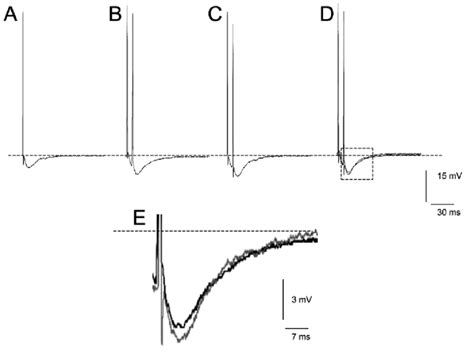 Comparison Of Experimental And Simulated Action Potentials Obtained