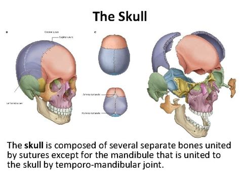 Diagram Of Postnatal Craniofacial Development Quizlet