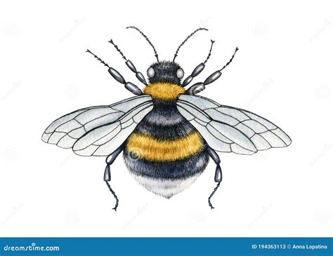 Bumblebee Close Up Watercolor Illustration Hand Drawn Fluffy Striped