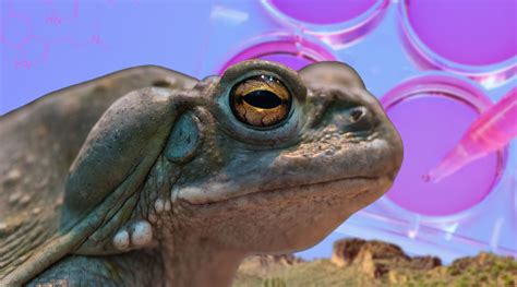 Toad Venom Recovery Si