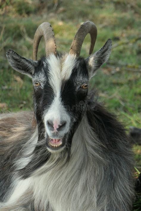 The Head Of A Longhaired Black And White Land Goat With Curled Horns
