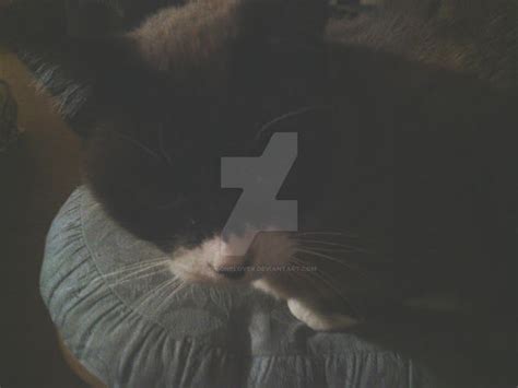 Lily Kitty By Phionelover On Deviantart