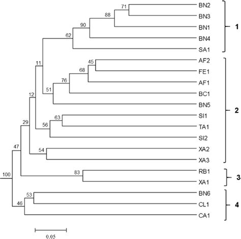 dendrogram constructed using the unweighted pair group method with