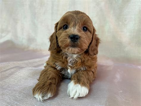 F1b Cockapoo Puppies For Sale
