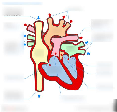 Diagram Of Biology Revision Quizlet