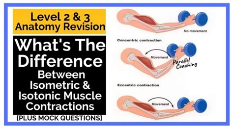 Whats The Difference Between Isometric And Isotonic Muscle Contractions