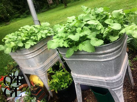 Using Galvanized Washers As A Garden Planter Own That Garden Life