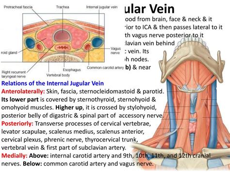 Anatomy Of Internal Jugular Vein Ppt At Leo Dartnell Blog