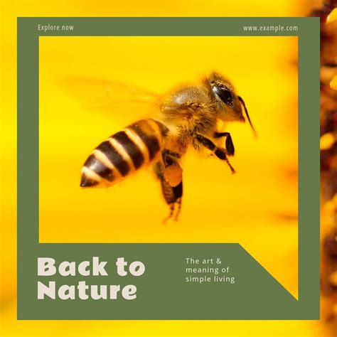 Png Bees Border Nature Insect Premium Png Rawpixel