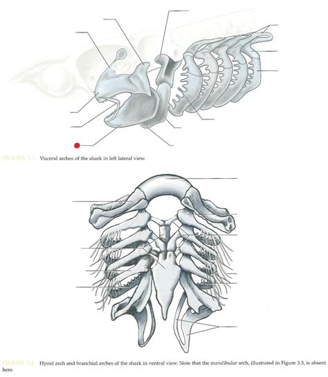 Splanchnocranium Shark Diagram Quizlet