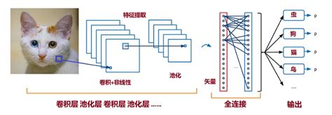 猫咪怎样启发了人工神经网络的诞生？ 知识分子的财新博客 财新网