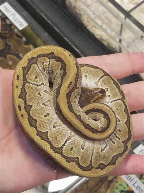 My New Jigsaw Ball Python Her Name Is Bean Snakes