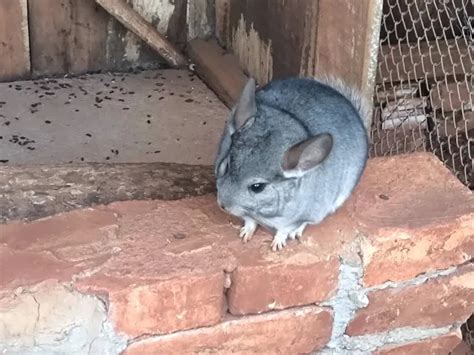 Filhote De Chinchila Roedores No Brasil
